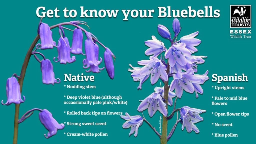 Know Your Native Bluebells - Cards and Gift Wrap